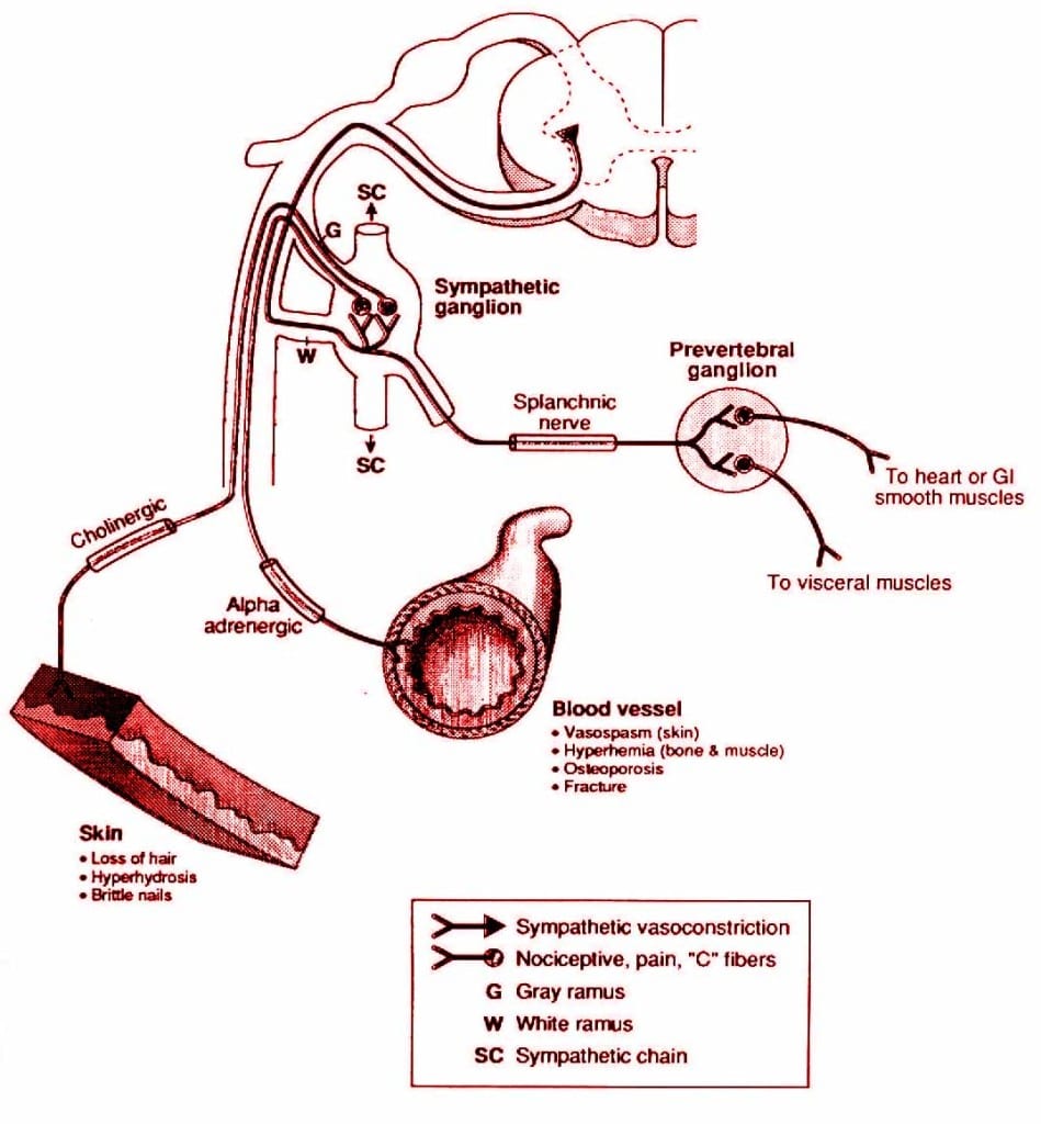 Sympathetic Nerve Fibers | Piedmont Physical Medicine & Rehabilitation